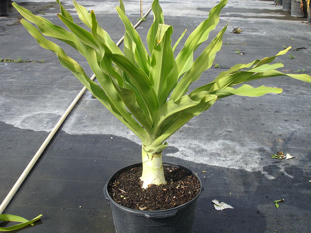 Crinum asiaticum, Crinum Lily, Tree Crinum | PlantVine