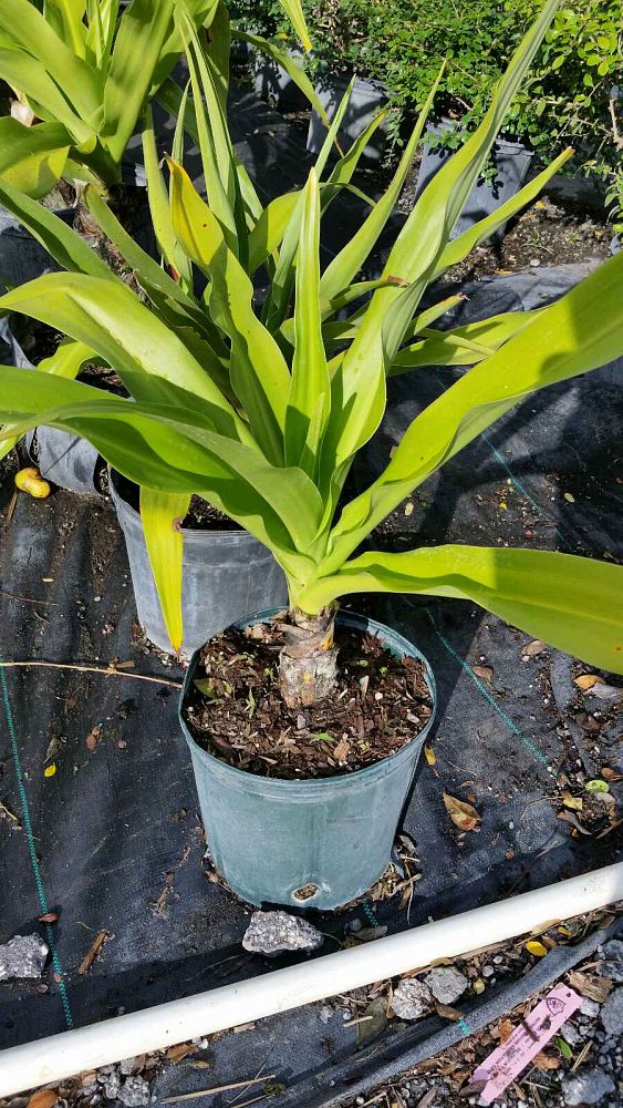 Crinum asiaticum, Crinum Lily, Tree Crinum | PlantVine