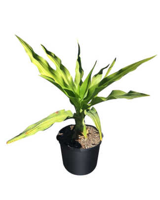 Crinum Lily | PlantVine