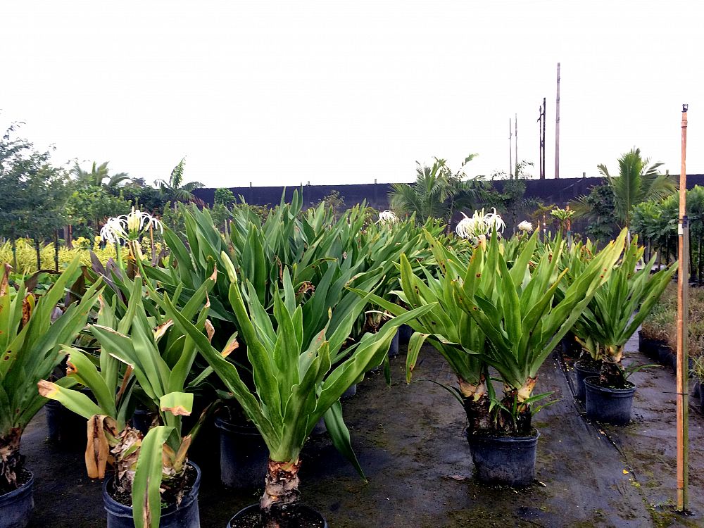 Crinum asiaticum, Crinum Lily, Tree Crinum | PlantVine