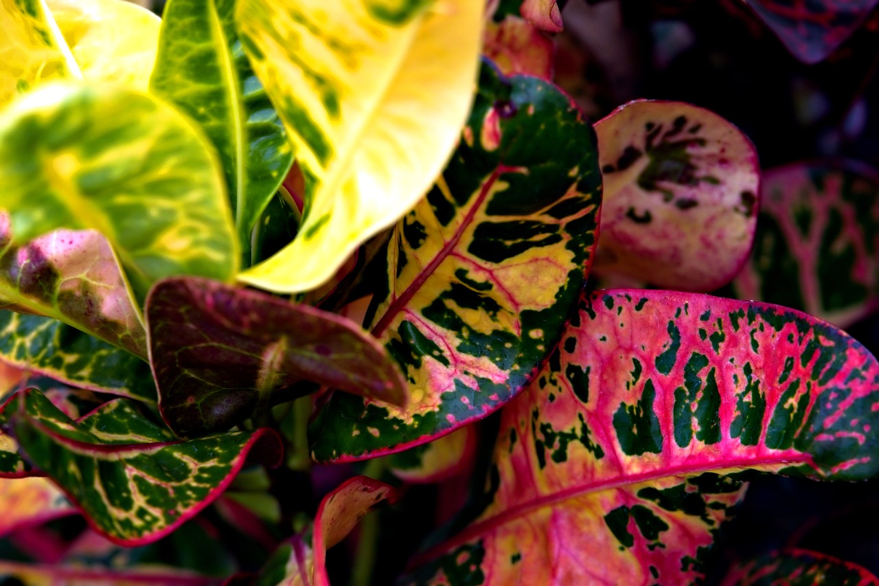 Croton Plant Care Guide | PlantVine