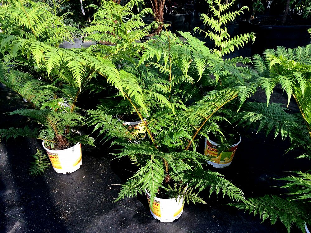 Cyathea cooperi, Australian Tree Fern | PlantVine