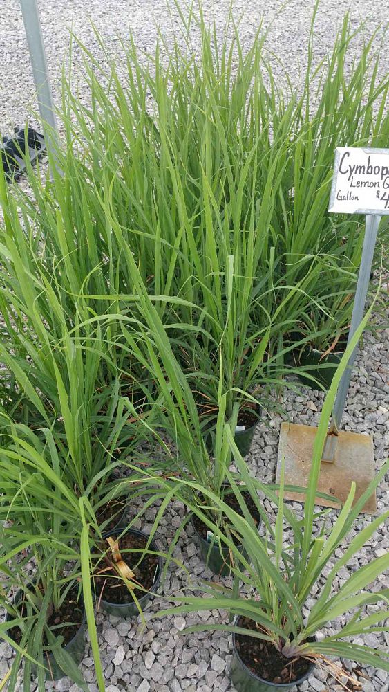 Cymbopogon citratus, Lemongrass | PlantVine