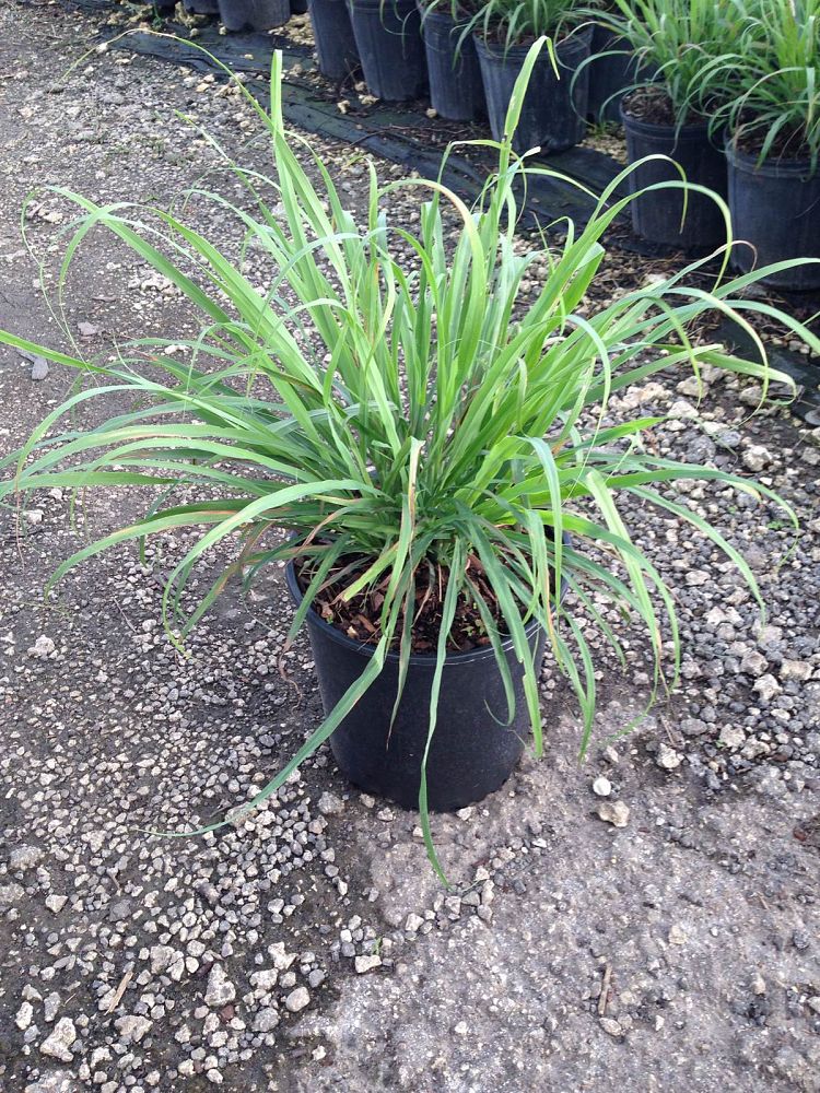 Cymbopogon citratus, Lemongrass | PlantVine