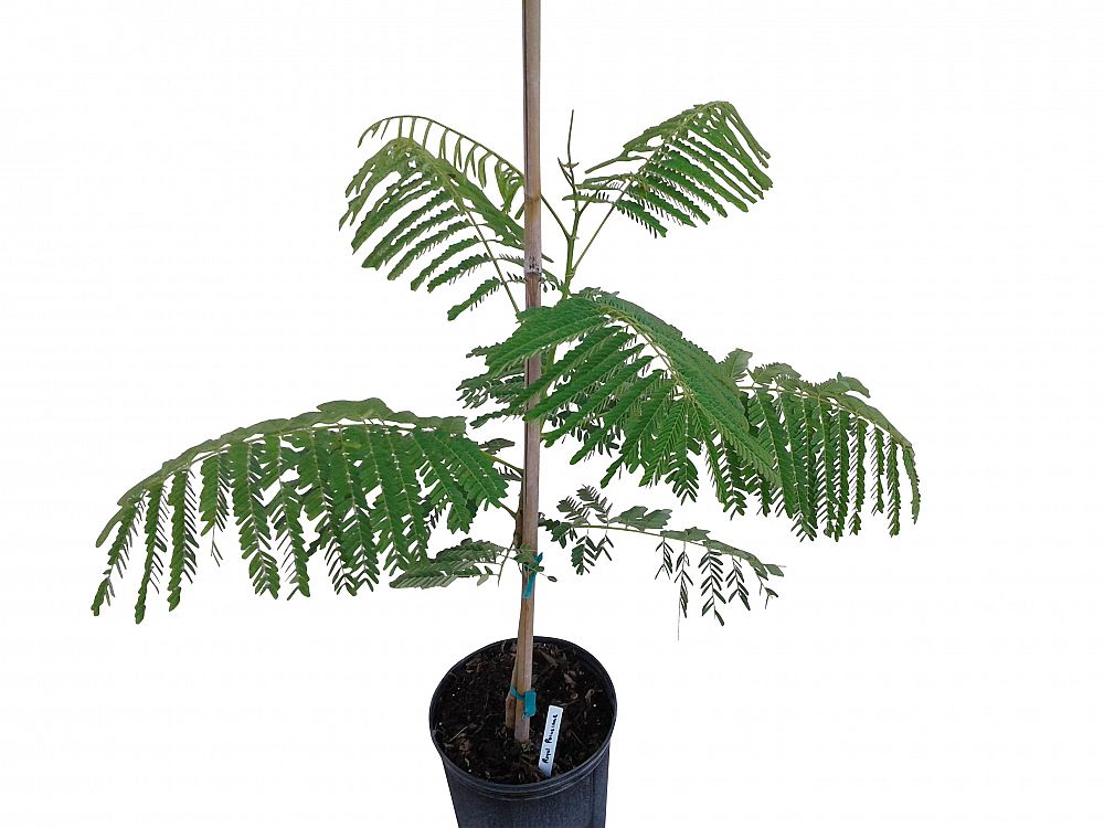 Buy Delonix regia, Royal Poinciana, Flamboyant Tree, Flame Tree | Free ...