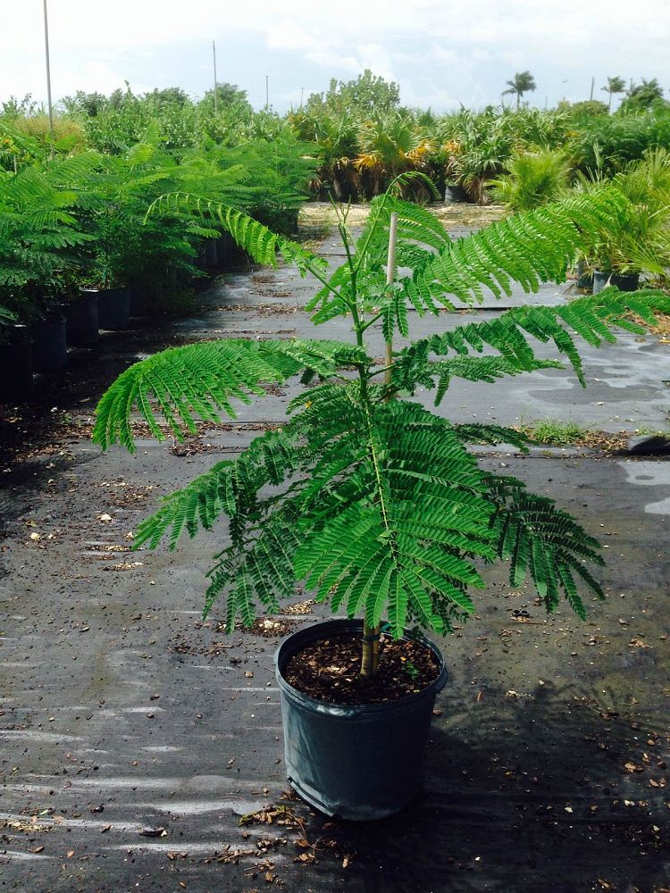 Delonix regia, Royal Poinciana, Flamboyant Tree, Flame Tree | PlantVine
