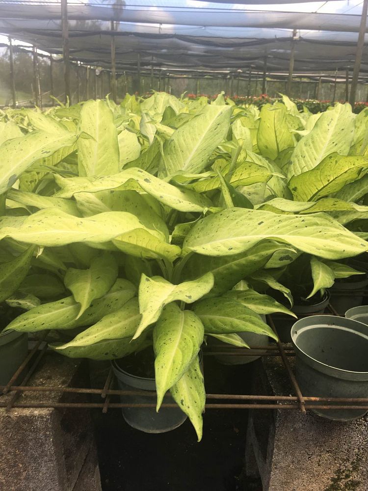Dieffenbachia Camouflage Dumbcane PlantVine Dieffenbachia Camouflage Dumbcane PlantVine