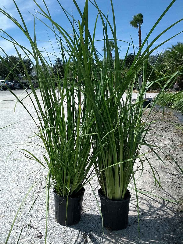 Dietes bicolor, Fortnight Lily, Iris Bicolor, Yellow African Iris ...