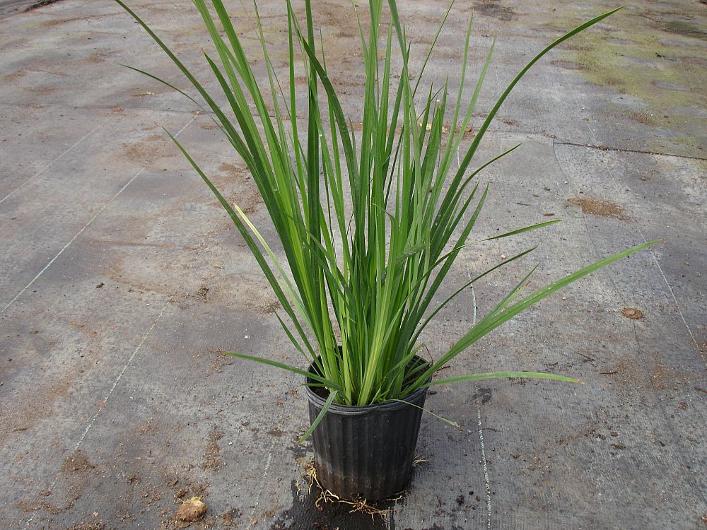 Dietes bicolor, Fortnight Lily, Iris Bicolor, Yellow African Iris ...