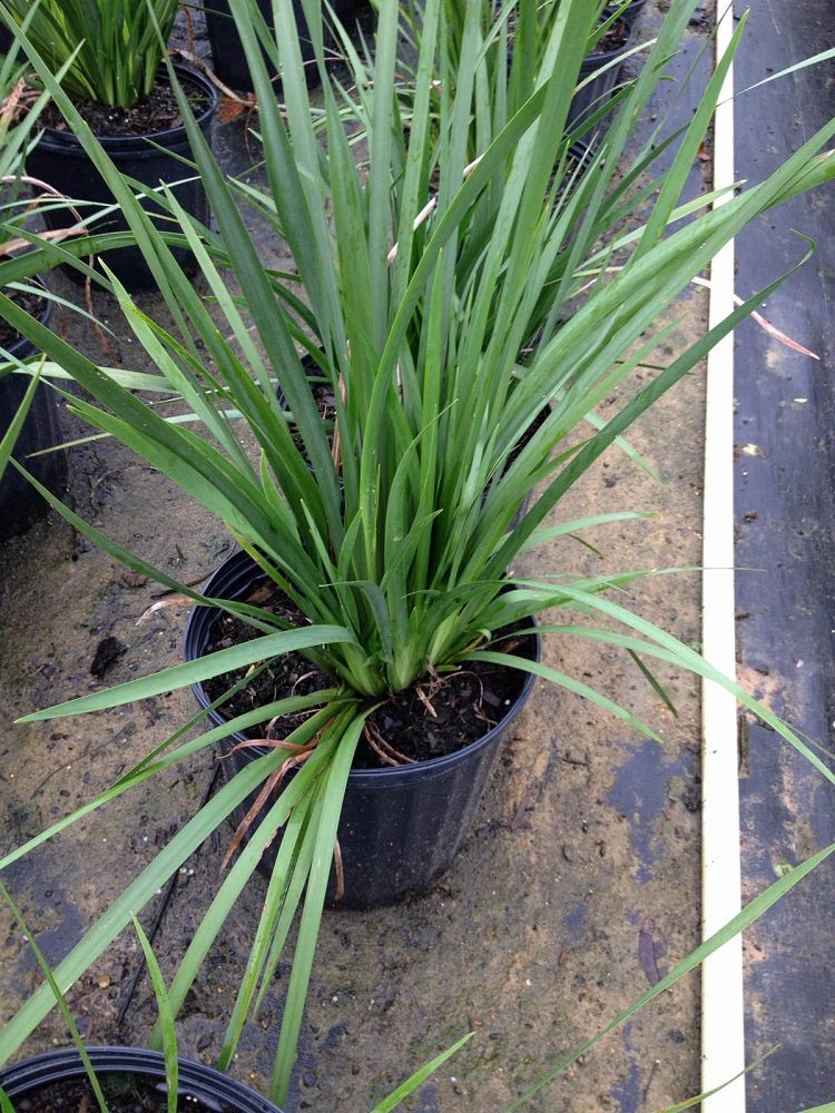 Dietes iridioides, African Iris, Fortnight lily | PlantVine