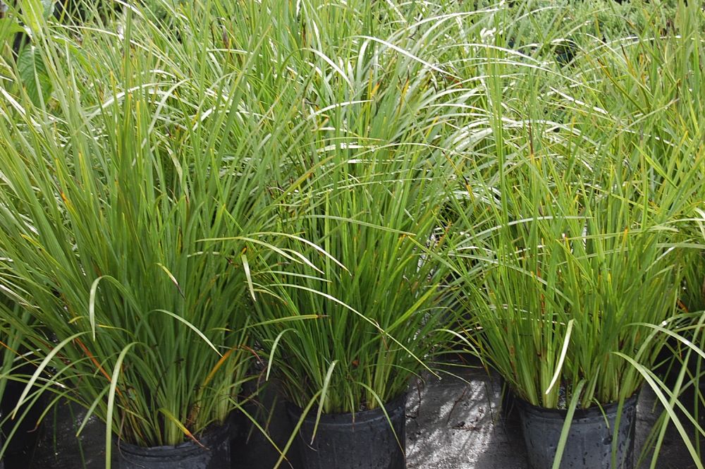 Dietes iridioides, African Iris, Fortnight lily | PlantVine