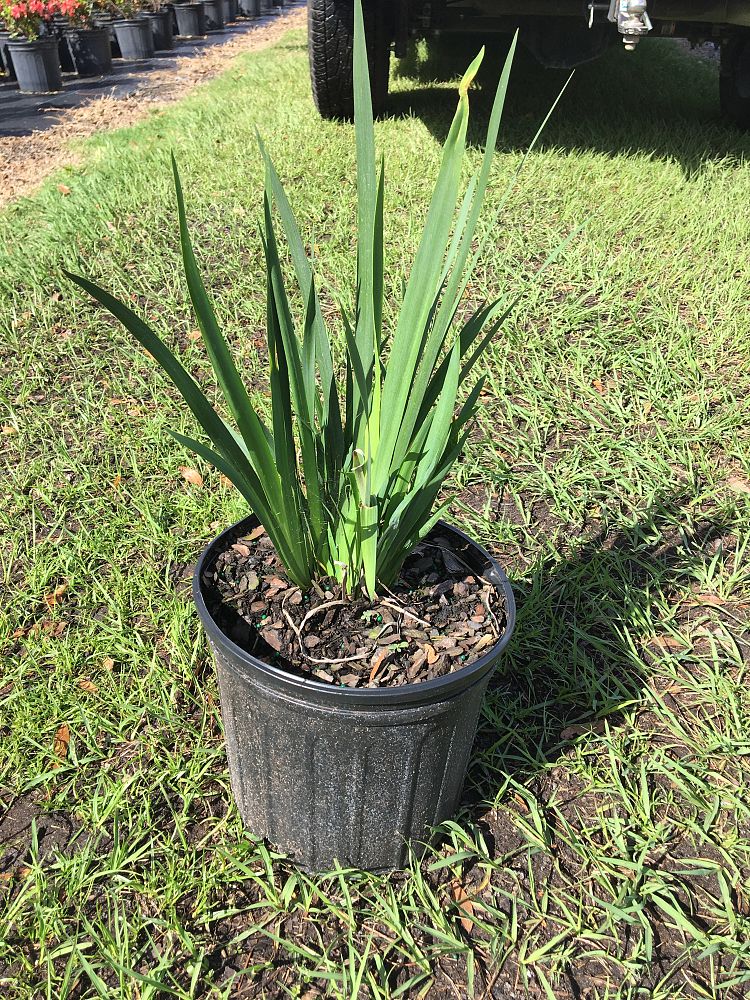Dietes iridioides, African Iris, Fortnight lily | PlantVine