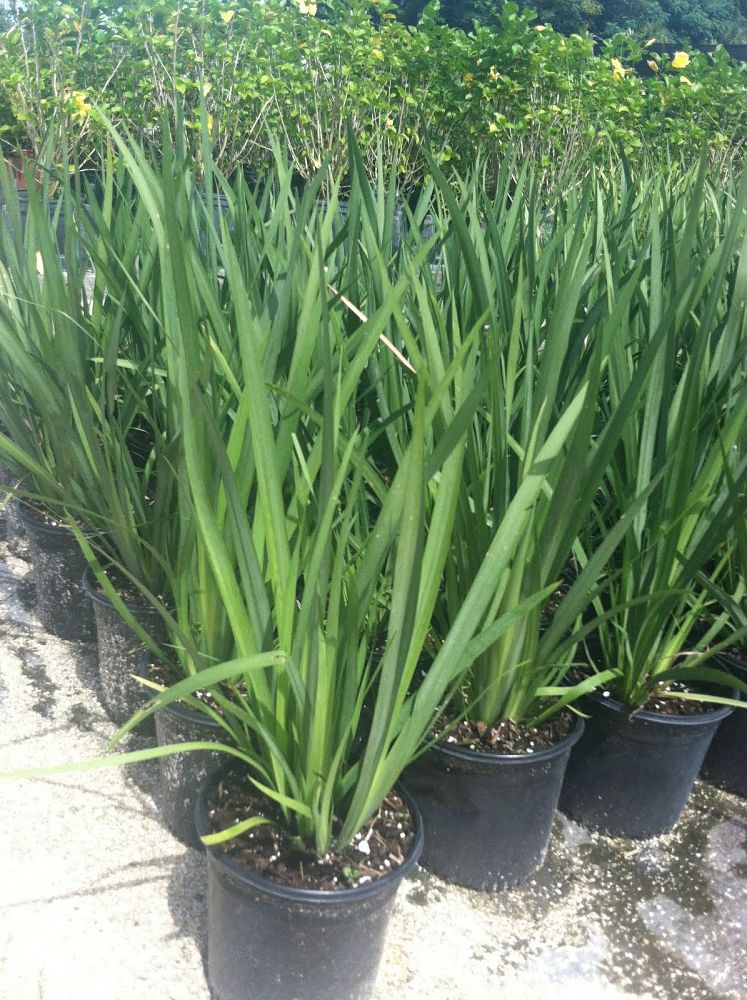 Dietes iridioides, African Iris, Fortnight lily | PlantVine