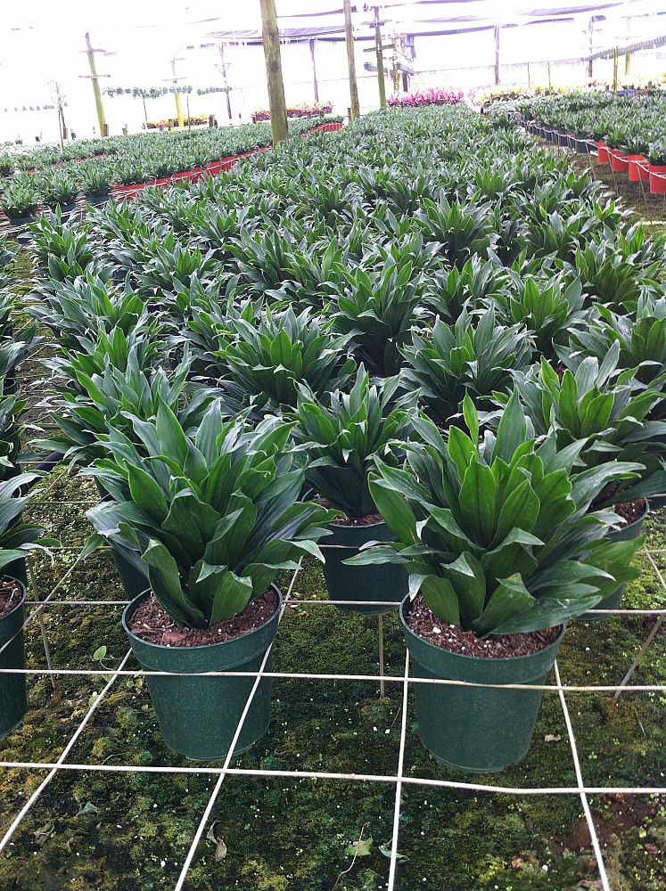 Dracaena deremensis 'Janet Craig Compacta' | PlantVine