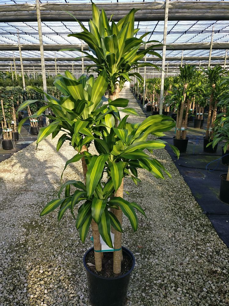 Dracaena Fragrans Massangeana Corn Plant PlantVine Dracaena Fragrans Massangeana Corn Plant PlantVine