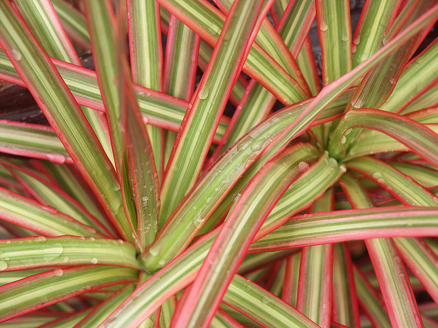 Dracaena marginata 'Colorama', Madagascar Dragon Tree | PlantVine