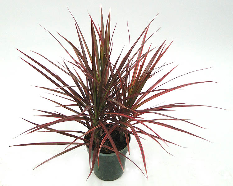 Buy Dracaena marginata 'Colorama', Madagascar Dragon Tree | Free ...