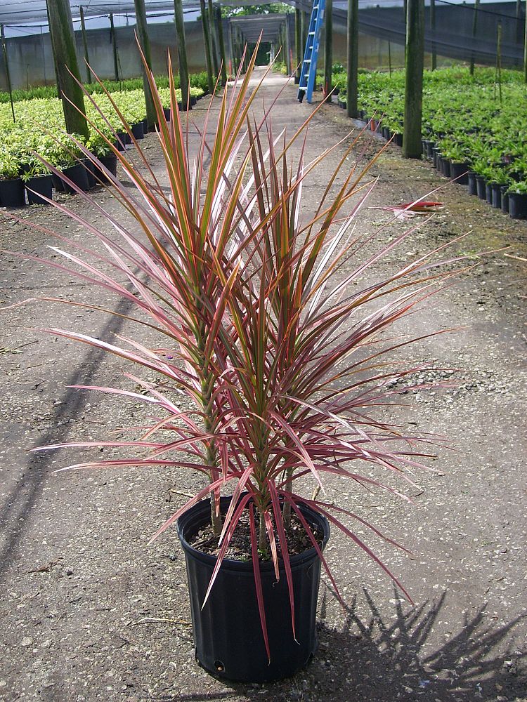 Dracaena marginata 'Colorama', Madagascar Dragon Tree | PlantVine