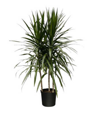 Dracaena marginata ‘Magenta’, Madagascar Dragon Tree | PlantVine