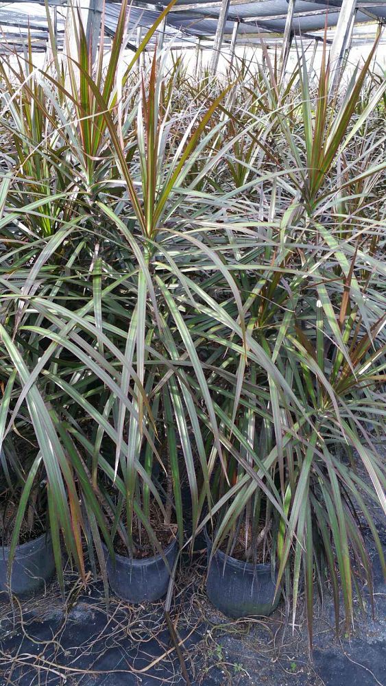 Dracaena marginata 'Magenta', Madagascar Dragon Tree | PlantVine