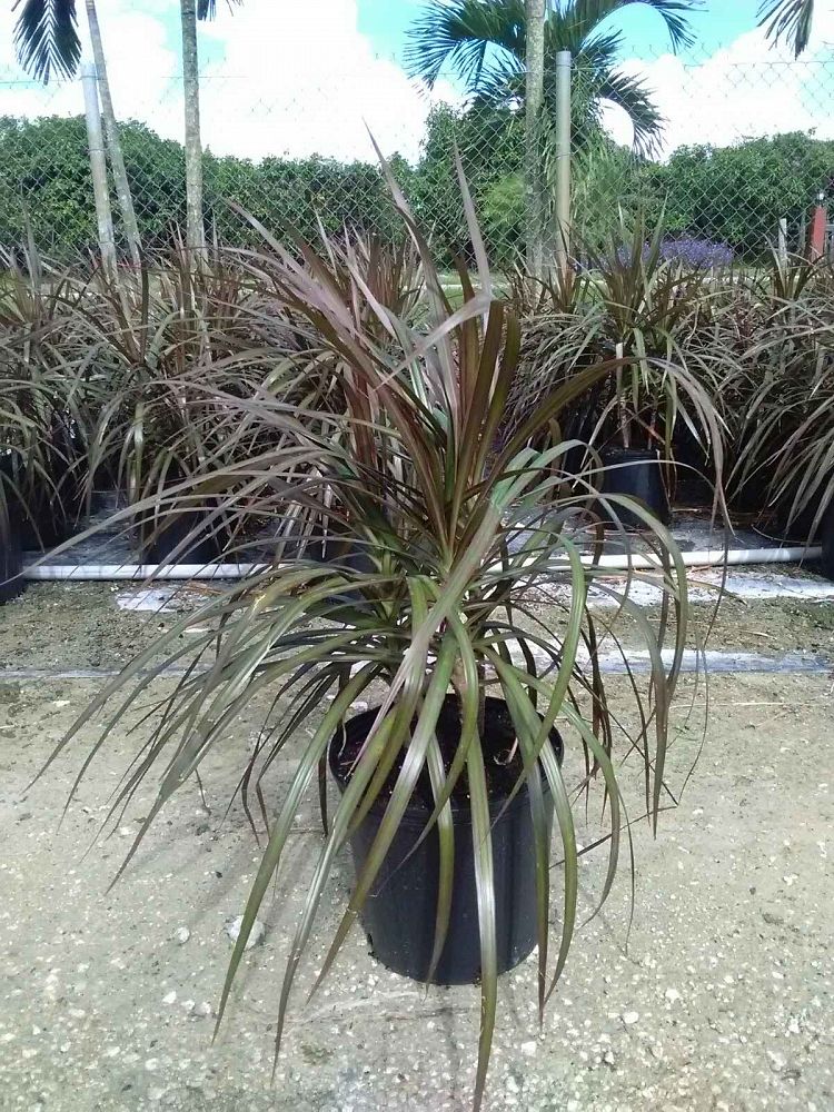 Dracaena marginata 'Magenta', Madagascar Dragon Tree | PlantVine