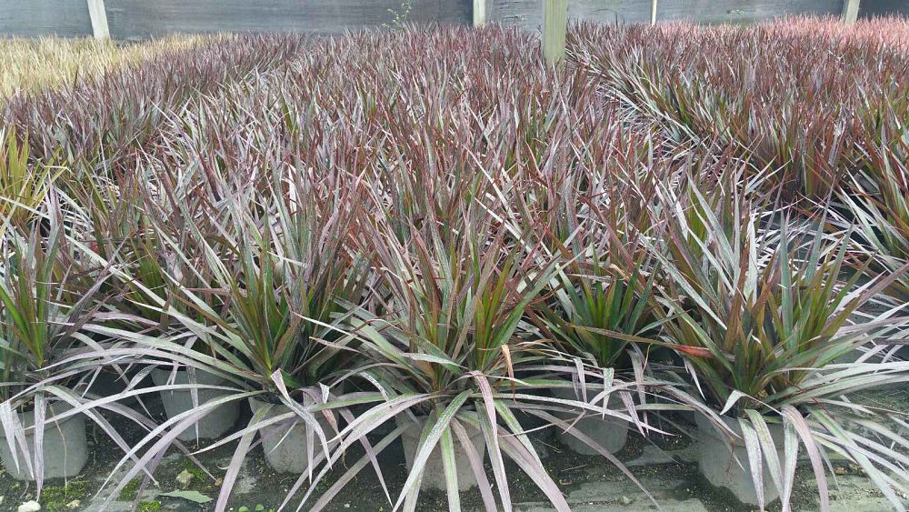 Dracaena marginata 'Magenta', Madagascar Dragon Tree | PlantVine