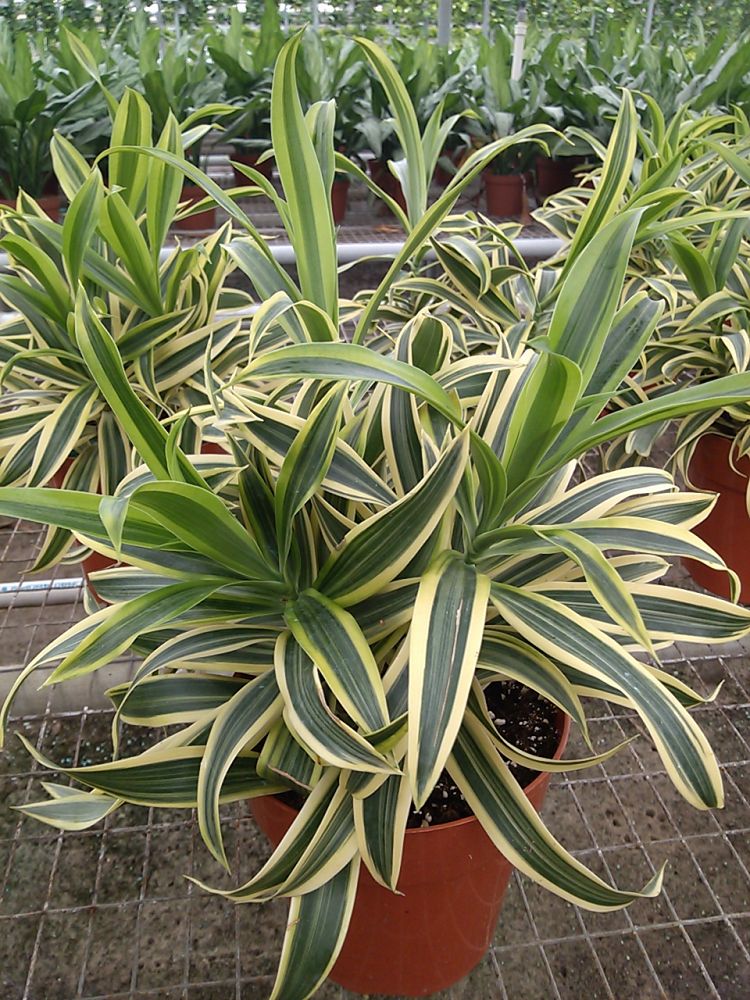 Dracaena reflexa 'Variegata', Pleomele, Song of India | PlantVine Dracaena reflexa 'Variegata', Pleomele, Song of India | PlantVine