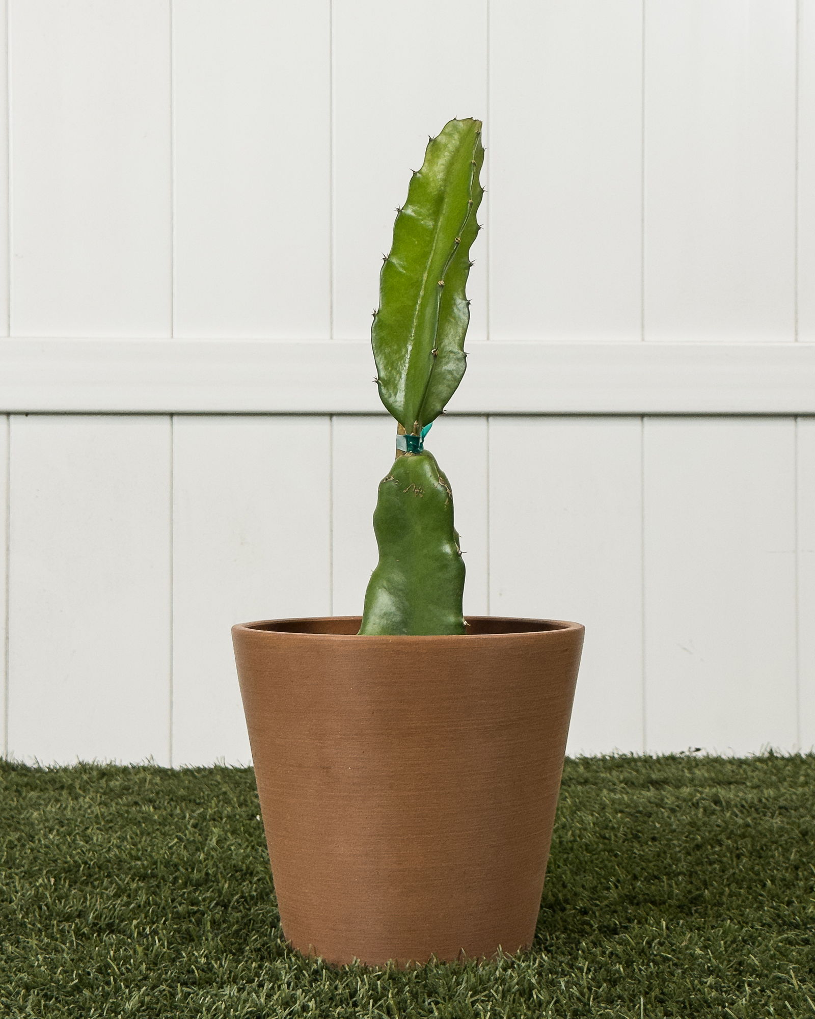 Red Dragon Fruit Cactus | PlantVine