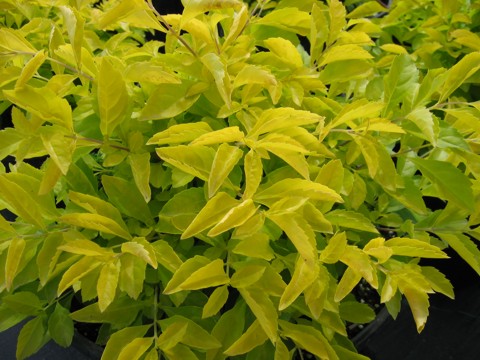 Duranta erecta 'Gold Mound', Golden Dewdrop, Duranta Repens | PlantVine