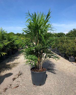 Butia capitata, Cocos australis, Pindo Palm, Wine Palm, Jelly Palm ...