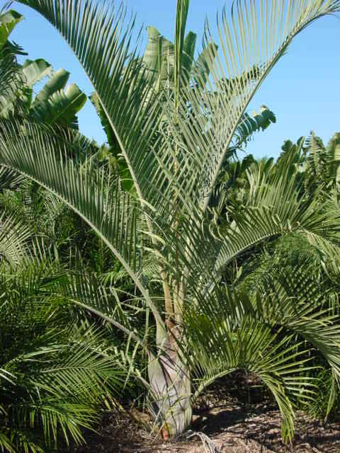 Dypsis decaryi, Triangle Palm | PlantVine