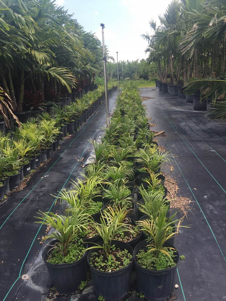 Dypsis decaryi, Triangle Palm | PlantVine