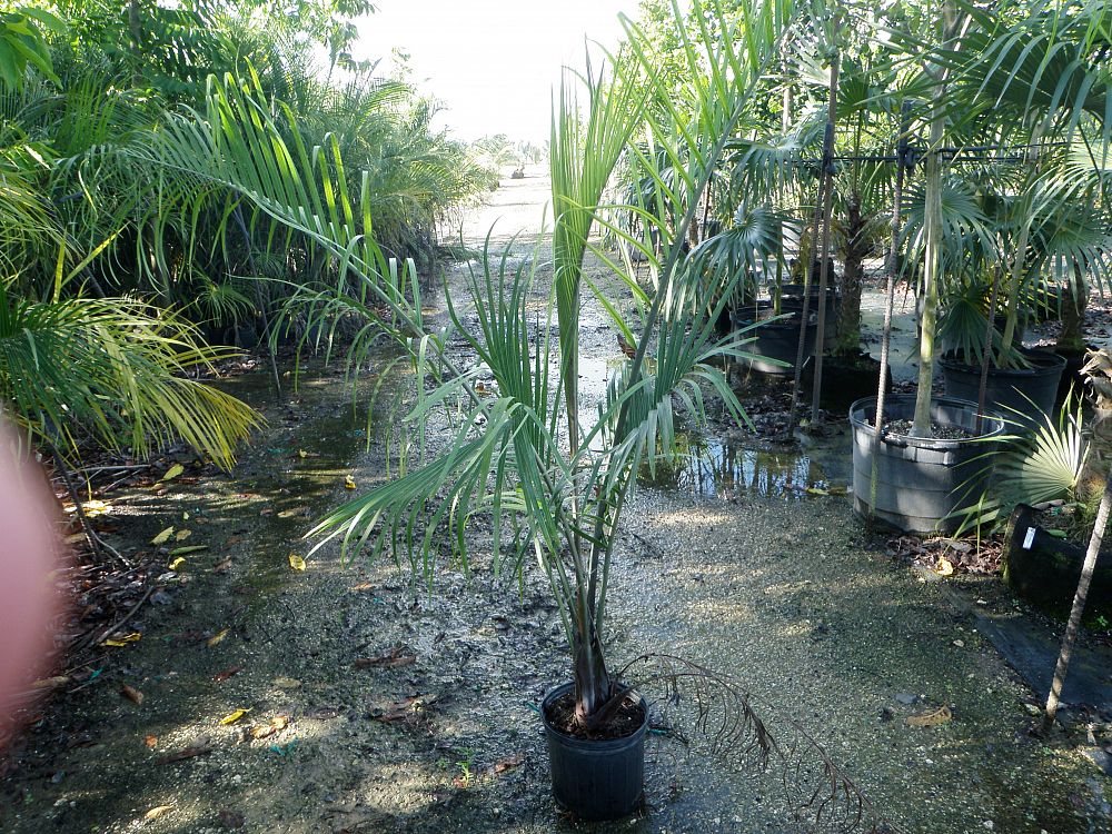 Dypsis decaryi, Triangle Palm | PlantVine