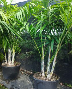 Syagrus schizophylla, Arikury Palm, Parrot Palm | PlantVine