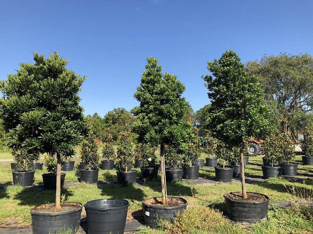 Elaeocarpus decipiens, Japanese Blueberry | PlantVine