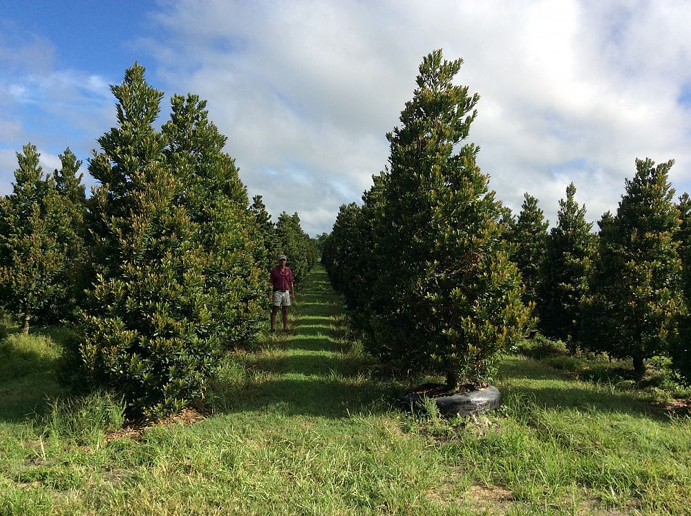 Buy Elaeocarpus decipiens, Japanese Blueberry | Free Shipping over $100
