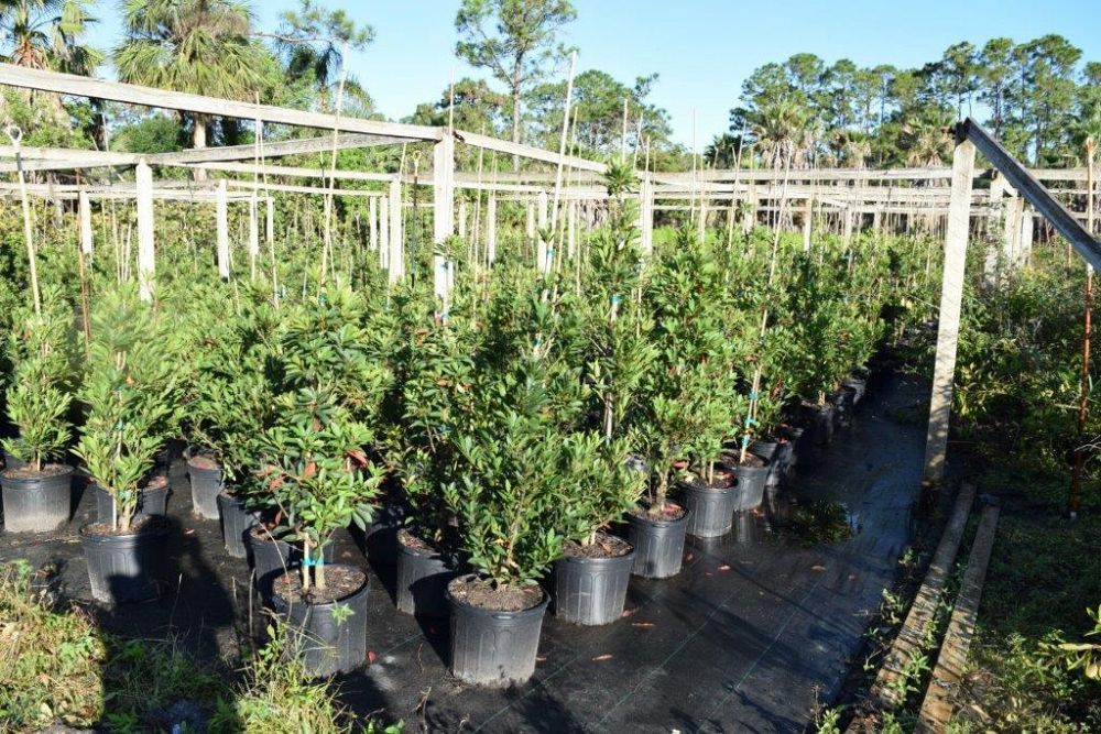 Elaeocarpus decipiens, Japanese Blueberry | PlantVine