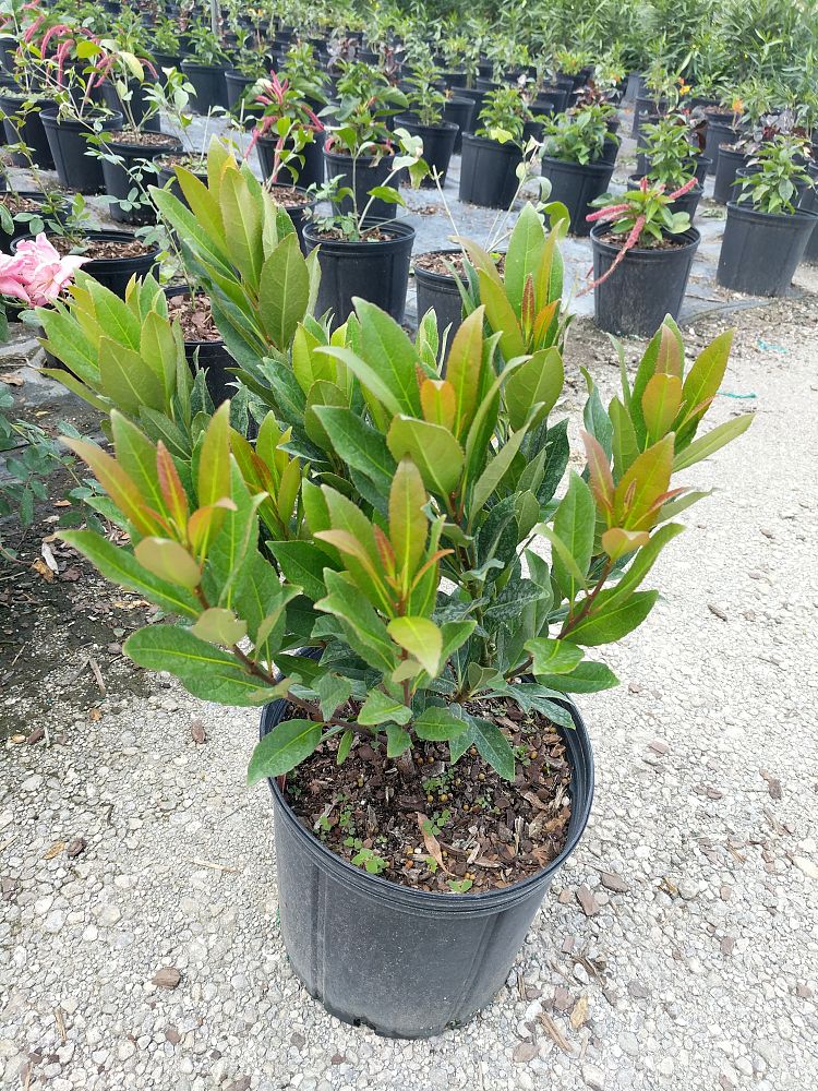 Japanese Blueberry Plant