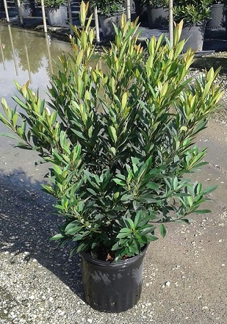 Elaeocarpus decipiens, Japanese Blueberry | PlantVine