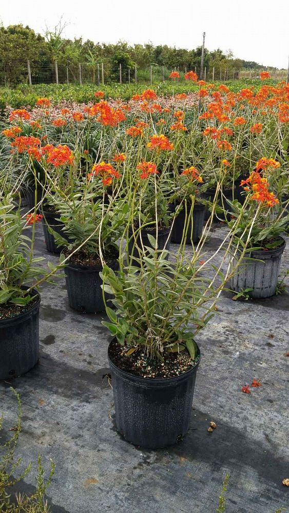 Epidendrum ibaguense, Epidendrum radicans, Reed Stem Orchid | PlantVine