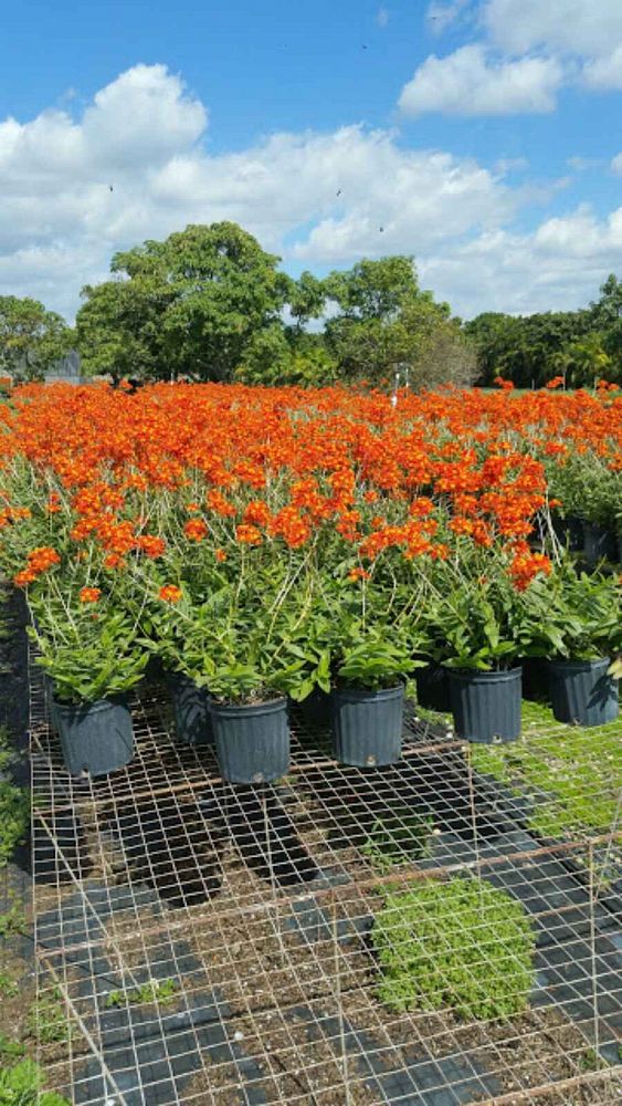 Epidendrum ibaguense, Reed Stem Orchid | PlantVine