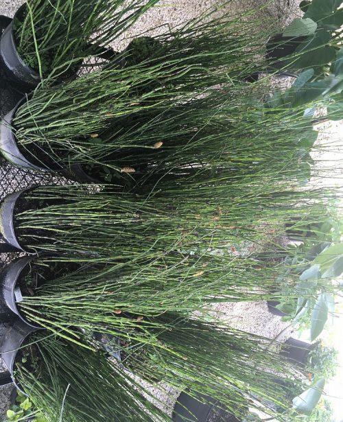 Equisetum hyemale, Horsetail Reed | PlantVine
