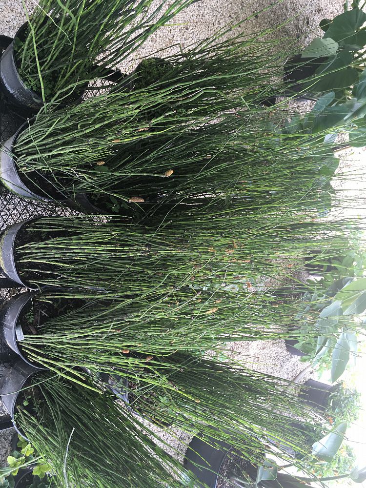 Equisetum hyemale, Horsetail Reed | PlantVine