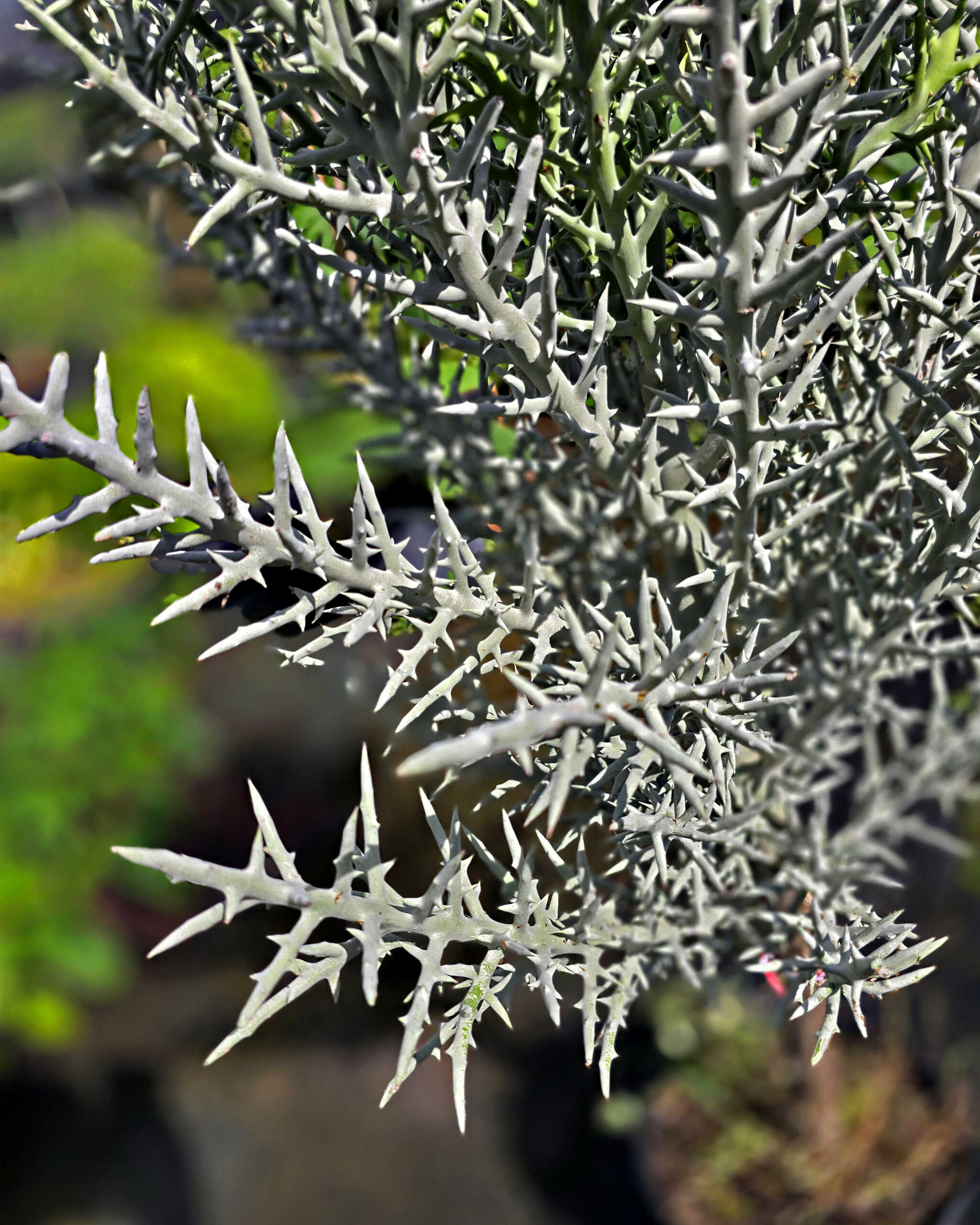 Darryl’s Discoveries | PlantVine