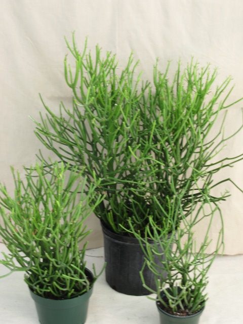 Euphorbia Tirucalli Pencil Tree World Of Succulents