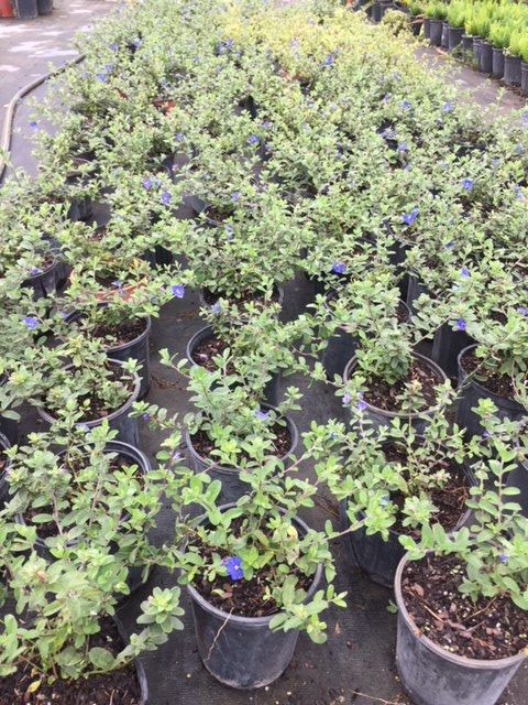 Evolvulus glomeratus, Blue Daze | PlantVine