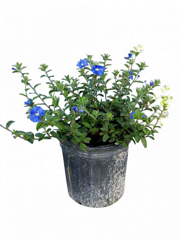 Buy Evolvulus glomeratus, Blue Daze | Free Shipping over $100