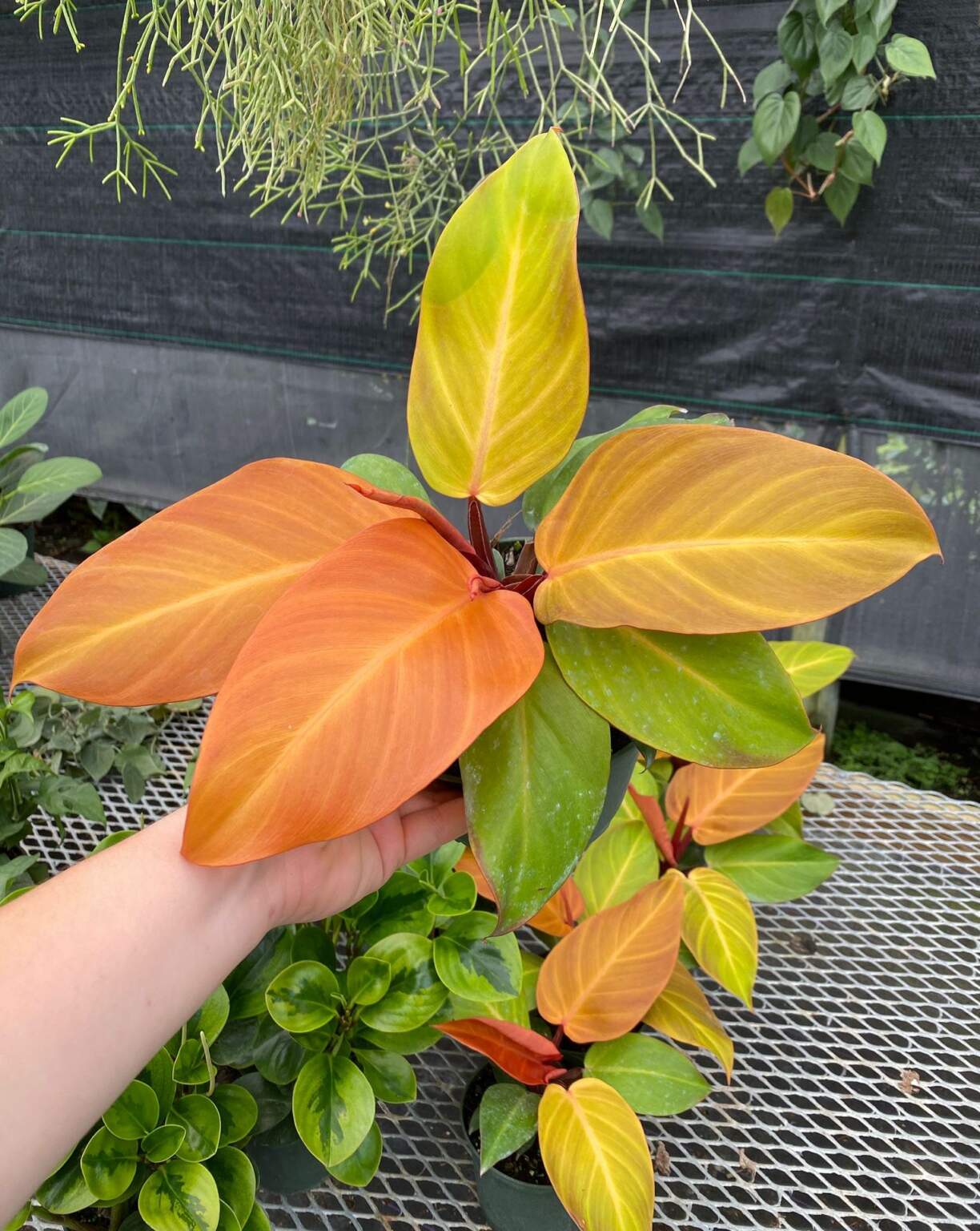 Philodendron 'Prince of Orange' | PlantVine