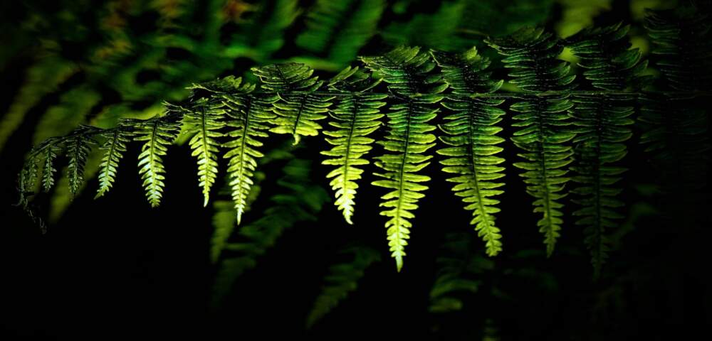 6 Best Low-Light Indoor Plants for Beginners | PlantVine