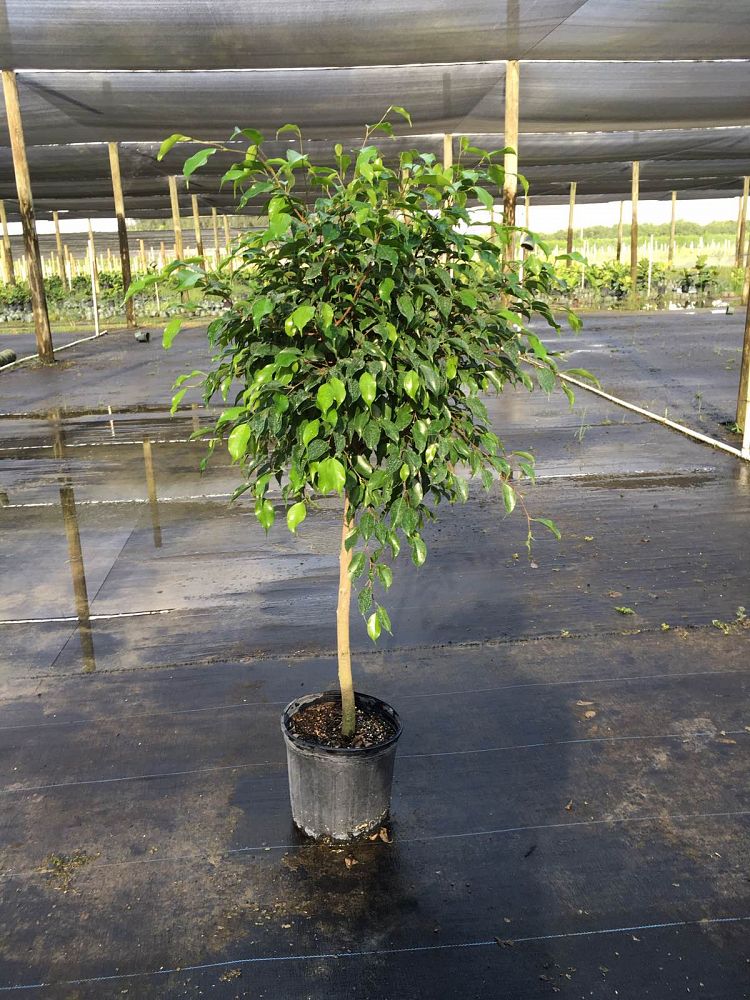 Ficus benjamina 'Wintergreen', Weeping Fig | PlantVine